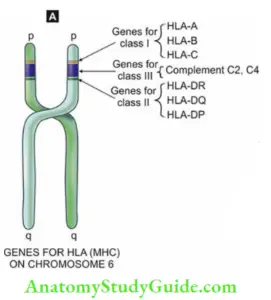 Major Histocompatibility Complex Notes - Anatomy Study Guide