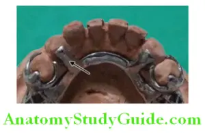 Minor Connectors Notes - Anatomy Study Guide