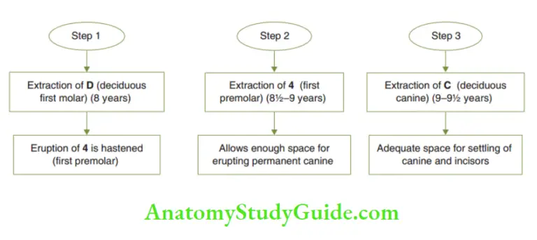 Preventive Orthodontics Notes - Anatomy Study Guide