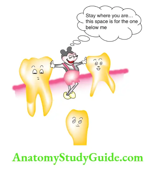 Preventive Orthodontics Notes - Anatomy Study Guide