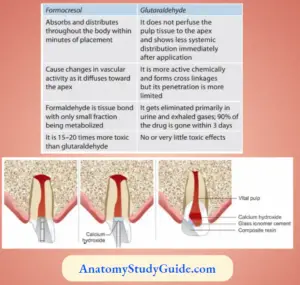 Pulpal Regeneration Techniques Notes - Anatomy Study Guide