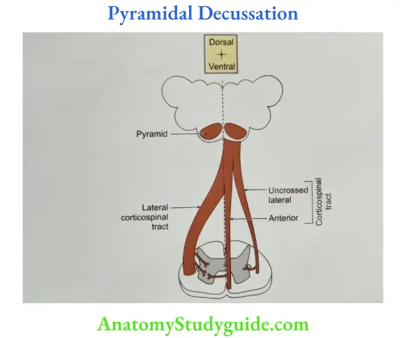 Brainstem Important Question And Answers - Anatomy Study Guide