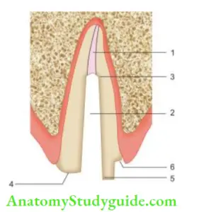 Restoration Of Endodontically Treated Teeth - Anatomy Study Guide