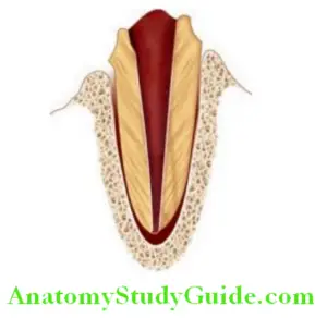 Restoration Of Endodontically Treated Tooth Notes - Anatomy Study Guide