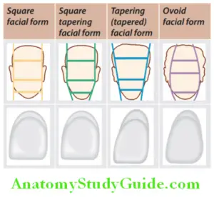 Denture Teeth Selection Notes - Anatomy Study Guide