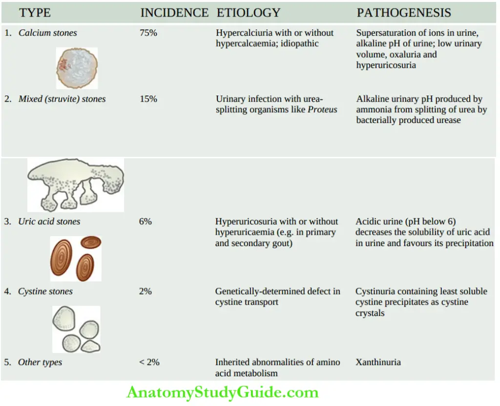 The Kidney And Lower Urinary Tract Pathology Notes - Anatomy Study Guide