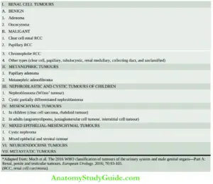 The Kidney And Lower Urinary Tract Pathology Notes - Anatomy Study Guide