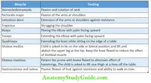 Pediatric Musculoskeletal System Notes - Anatomy Study Guide