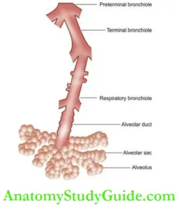 The Respiratory System Anatomy Normal Structure Of Lungs Notes ...