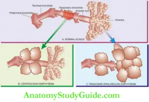 The Respiratory System Anatomy Normal Structure Of Lungs Notes ...
