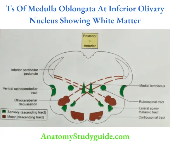 Brainstem Important Question And Answers - Anatomy Study Guide