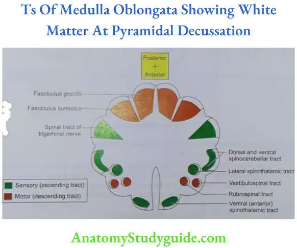 Pyramidal Decussation