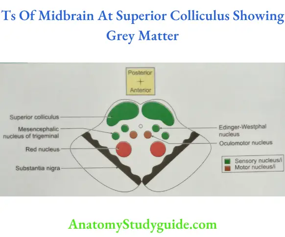 Brainstem Important Question And Answers - Anatomy Study Guide