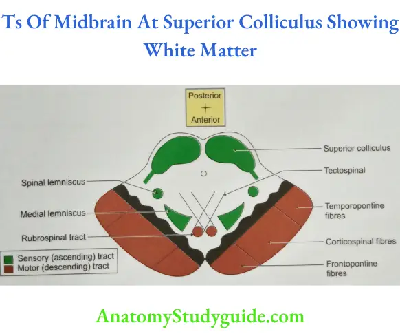 Brainstem Important Question And Answers - Anatomy Study Guide