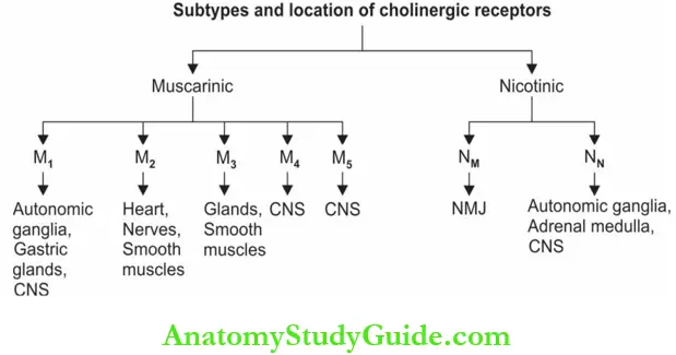Acetylcholine Function In The Brain Short Notes - Anatomy Study Guide