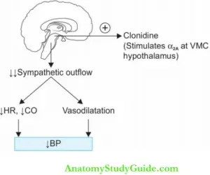 Cardiovascular System Question And Answers - Anatomy Study Guide