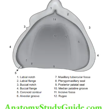 Complete Dentures Archives - Page 10 of 11 - Anatomy Study Guide
