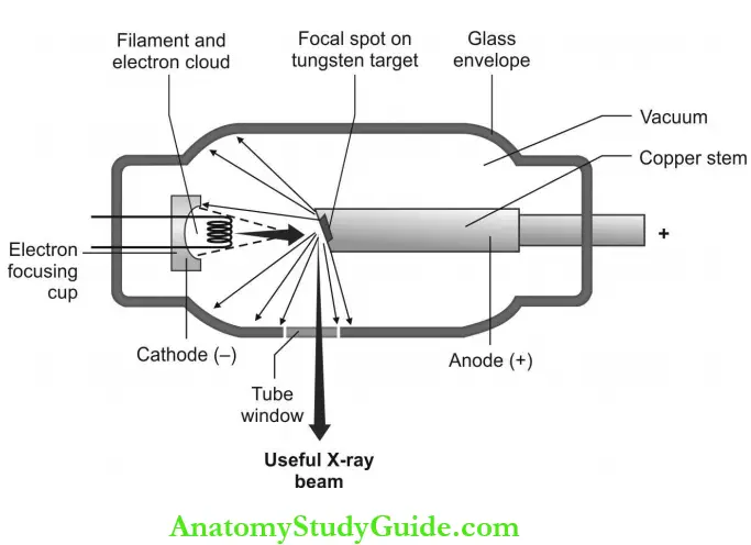 Radiation Physics Question And Answers - Anatomy Study Guide