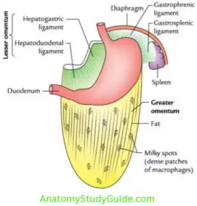 Parietal Peritoneum: Anatomy And Function - Anatomy Study Guide