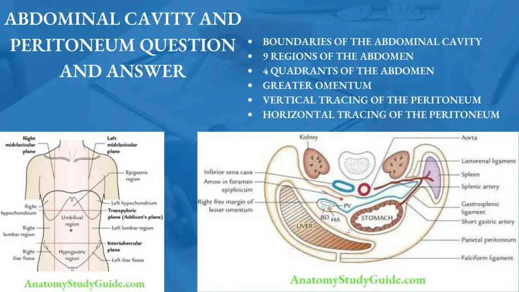 Parietal Peritoneum: Anatomy And Function - Anatomy Study Guide