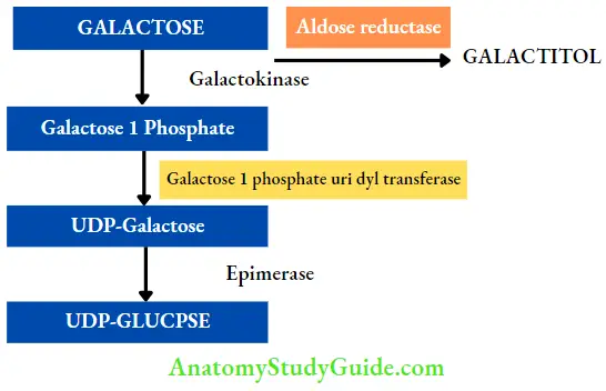 Galactosemia Case Studies - Anatomy Study Guide