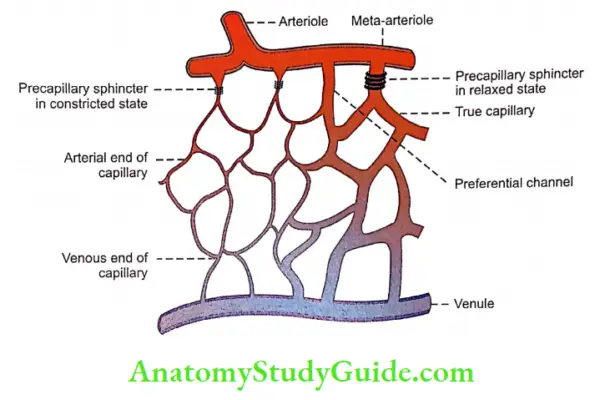 Capillary Circulation - Anatomy Study Guide