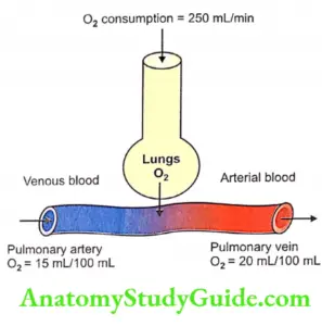 Cardiac Output Introduction Notes - Anatomy Study Guide