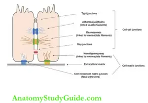 Cell Junctions Physiology Notes - Anatomy Study Guide