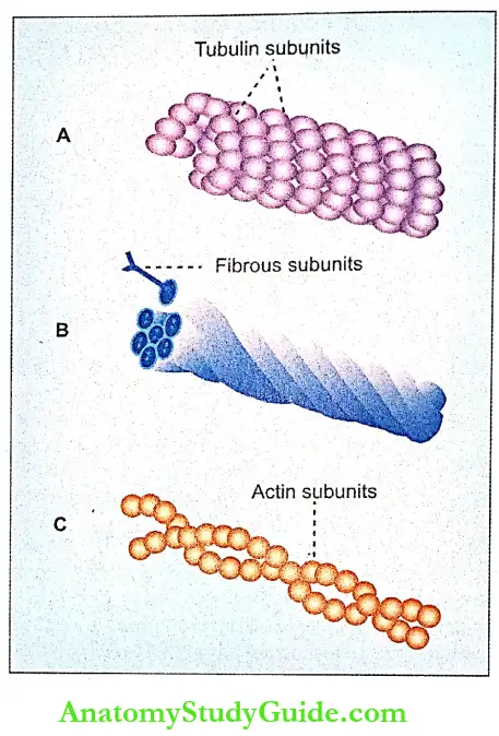 Cell Structure Cytoplasm Physiology Notes - Anatomy Study Guide