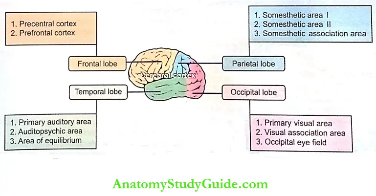 Cerebral Cortex Physiology Notes - Anatomy Study Guide
