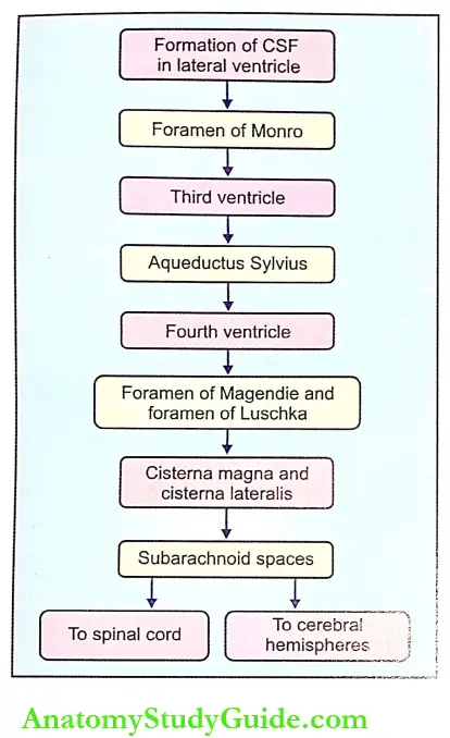 Cerebrospinal Fluid Flow - Anatomy and Functions - Anatomy Study Guide Cerebrospinal Fluid Flow - Anatomy and Functions - Anatomy Study Guide