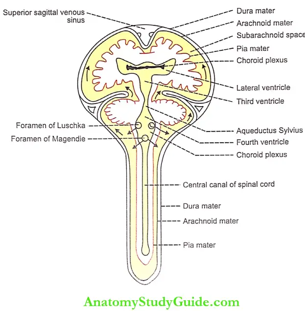 Cerebrospinal Fluid Flow - Anatomy and Functions - Anatomy Study Guide Cerebrospinal Fluid Flow - Anatomy and Functions - Anatomy Study Guide