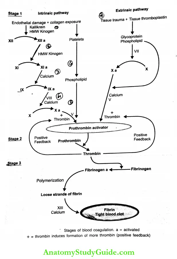 Coagulation Of Blood Notes - Anatomy Study Guide