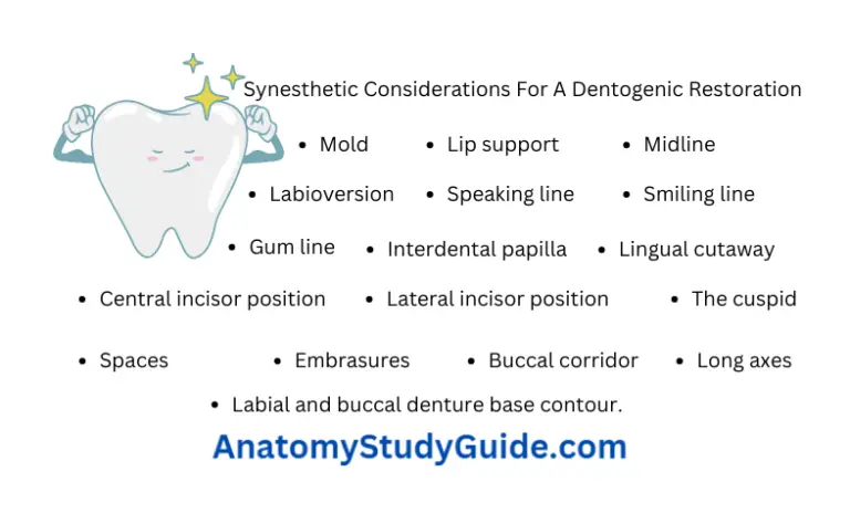 Dynesthetic Interpretation Of The Dentogenic Concept - Anatomy Study Guide