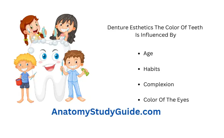 Esthetics Considerations In Complete Denture - Anatomy Study Guide