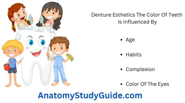 Esthetics Considerations In Complete Denture - Anatomy Study Guide