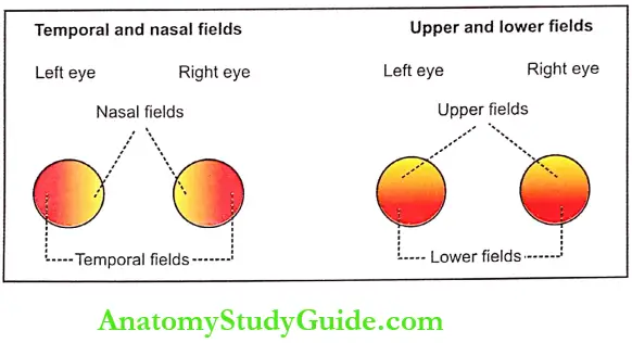 Field Of Binocular And Monocular Physiology Notes - Anatomy Study Guide