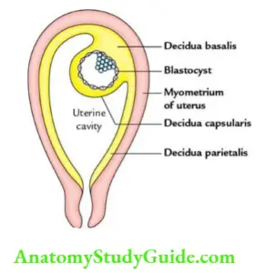 General Embryology Question And Answers - Anatomy Study Guide