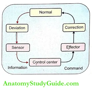 Components and Mechanism Process of Homeostasis Notes - Anatomy Study Guide