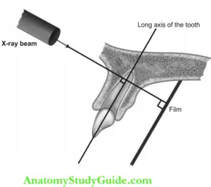 Intraoral Radiographic Techniques - Anatomy Study Guide