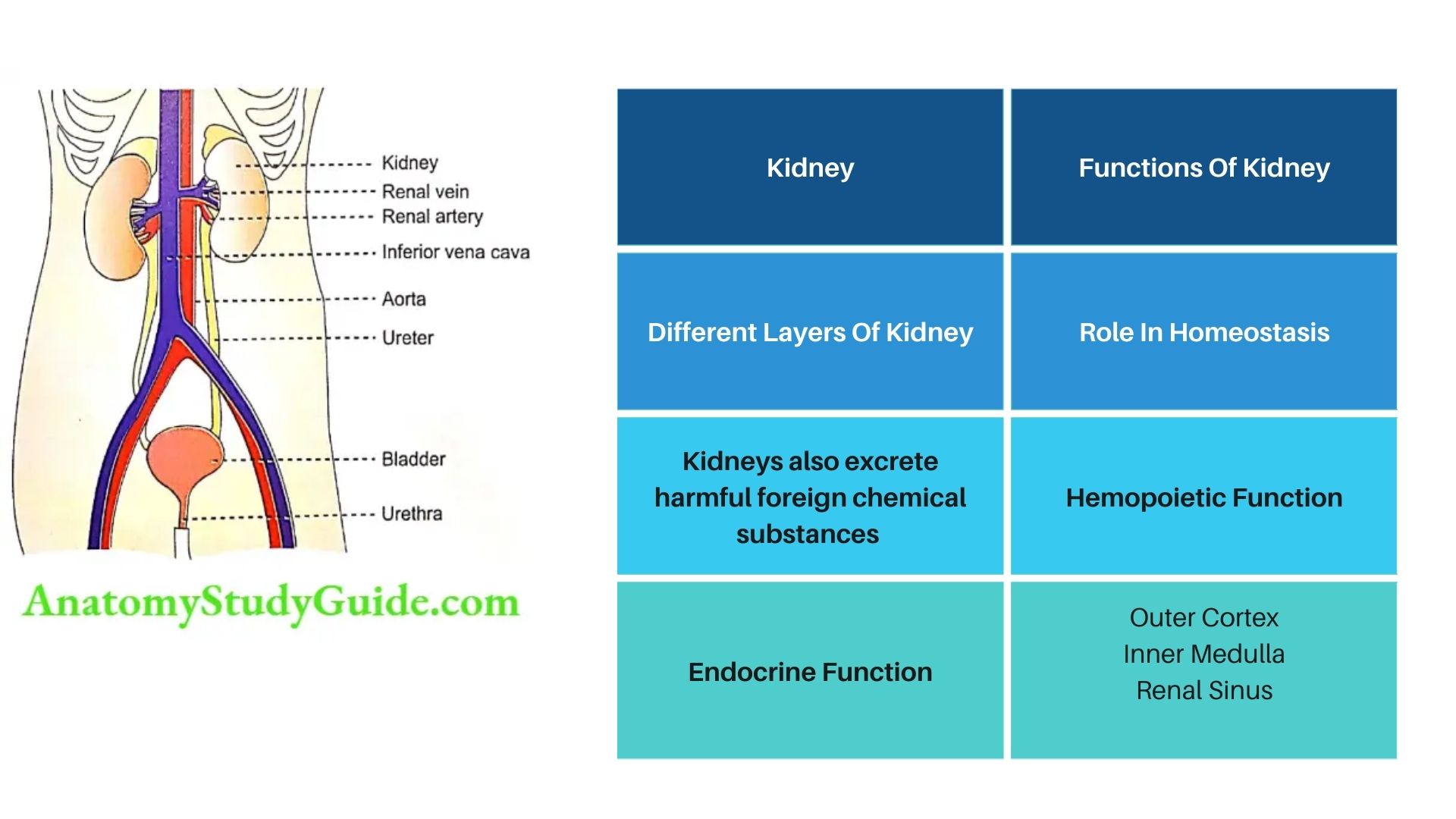 Renal System Anatomy And Physiology - Anatomy Study Guide