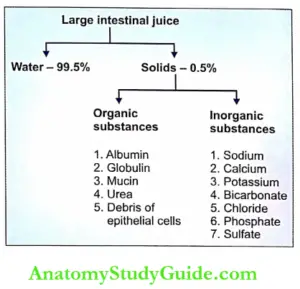 Large Intestine Structure and Functions Notes - Anatomy Study Guide