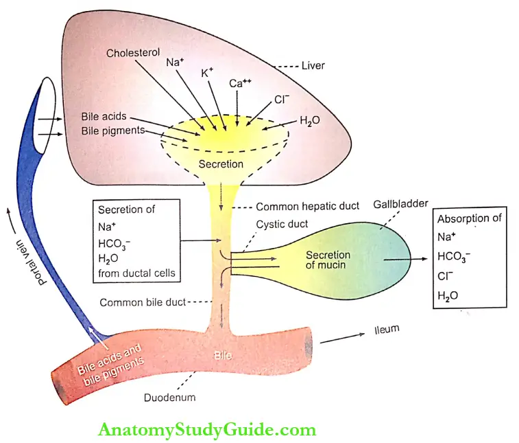 Liver and Gallbladder Functions Properties Notes - Anatomy Study Guide