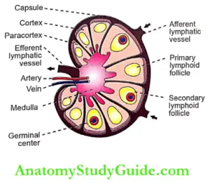 Lymphatic System Function Notes - Anatomy Study Guide