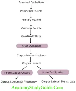 Menstrual Cycle Phases Notes - Anatomy Study Guide