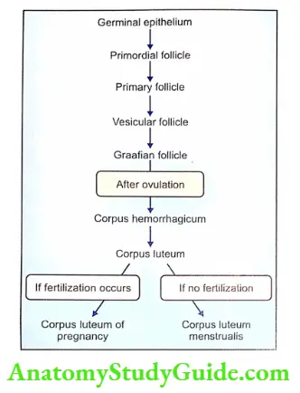 Menstrual Cycle Phases Notes - Anatomy Study Guide