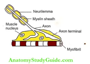Neuromuscular Junction Notes - Anatomy Study Guide