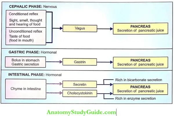 Diagram The Control Of Pancreatic Hormone Secretion Regulati