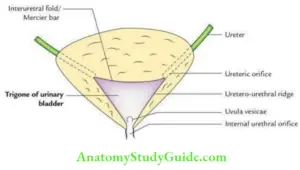 Pelvic Viscera Question And Answers - Anatomy Study Guide