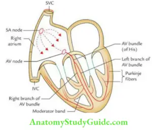 Pericardium: Anatomy, Function, and Treatment Question And Answers ...